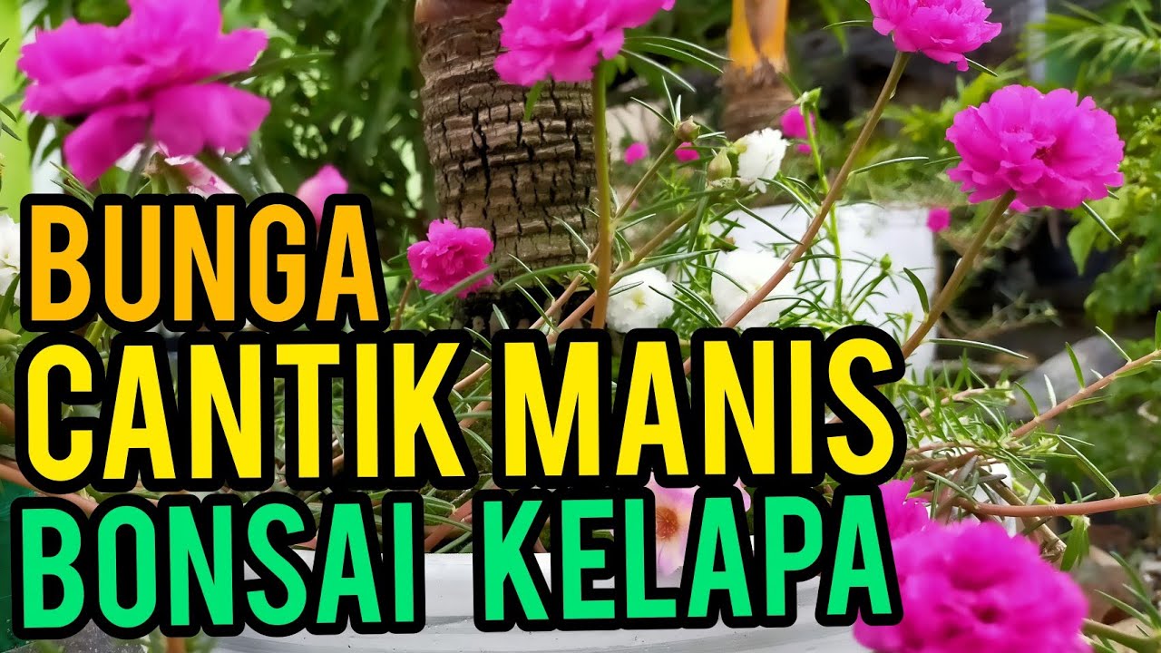 BUNGA CANTIK MANIS BONSAI KELAPA. - YouTube
