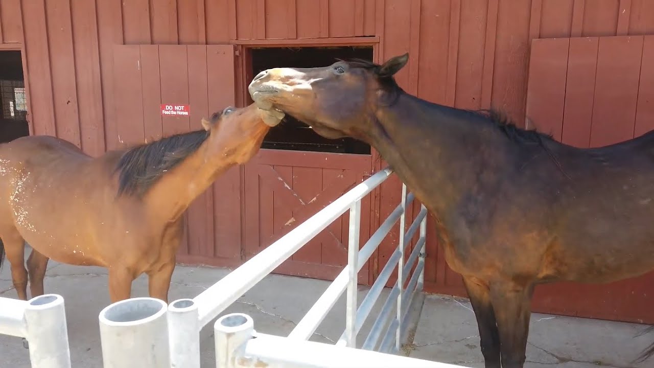 Suson Farm in St. Louis County - YouTube