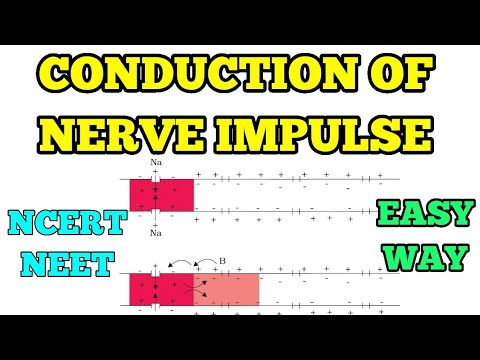 CONDUCTION OF NERVE IMPULSE I EASY WAY I NEET/ NCERT - YouTube