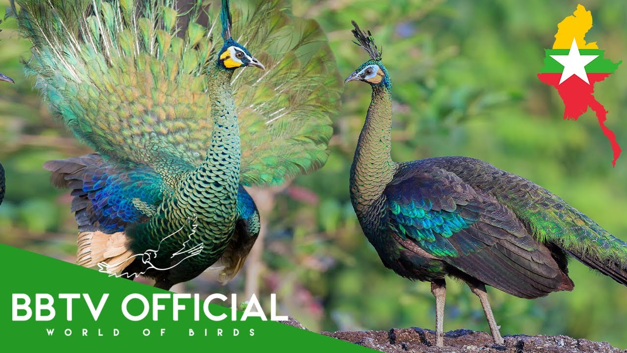 Birds of Myanmar | Most Beautiful Birds Found in Myanmar You've Never ...