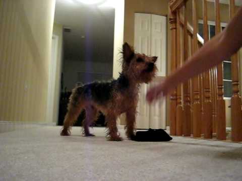 ANGRY YORKIE - YouTube