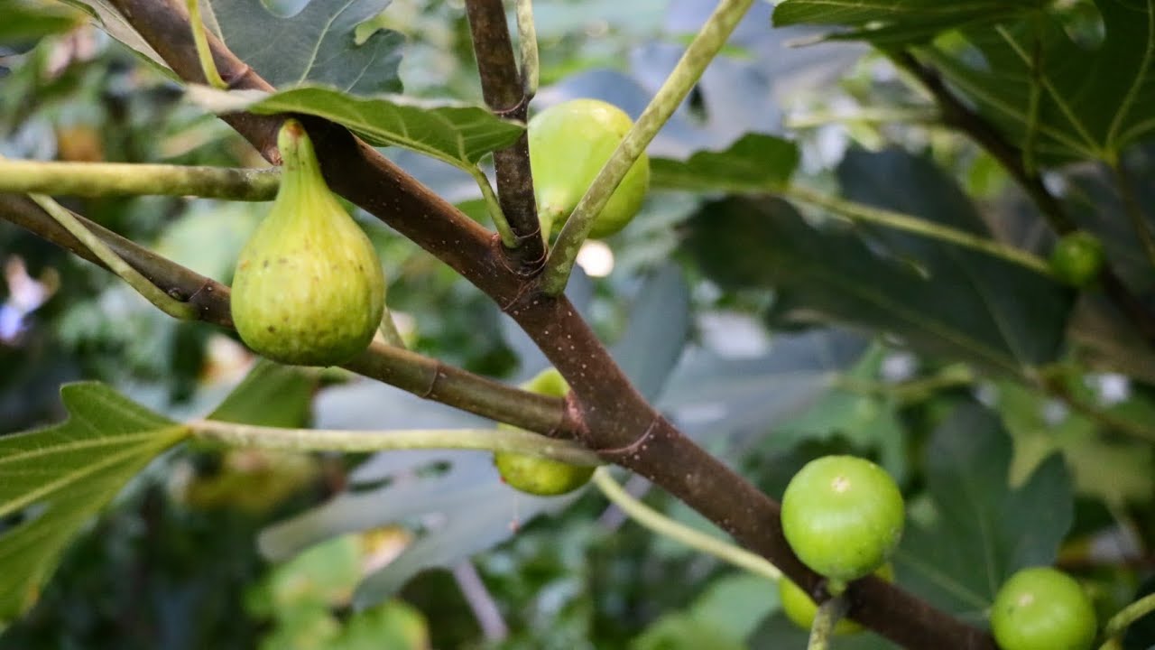ANNOUNCEMENT: Fig Trees for SALE & Upcoming FILM Premiere - "The Fig Boss of Philadelphia" - YouTube