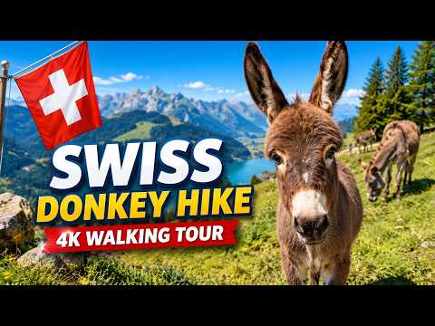 Amazing Baby Donkey Hike in Switzerland 4K