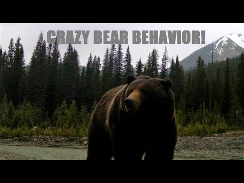 Crazy grizzly bear behavior! - YouTube
