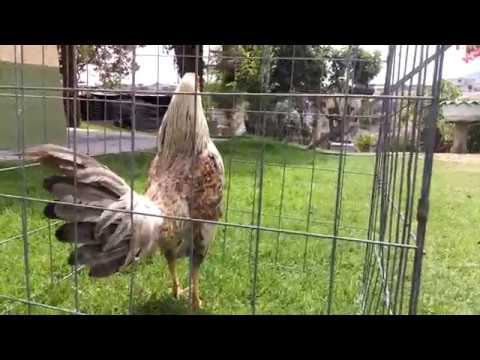 Gallino Bulico - YouTube