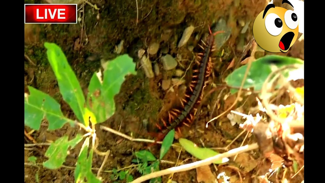 Man eats bug with 100 legs... - YouTube