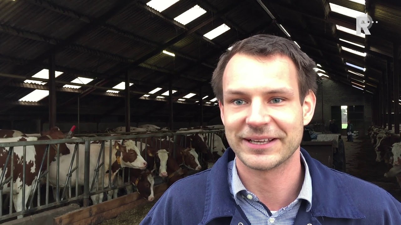 Boer Albert Boersen gaat zijn koeien kiezen in Brabant - YouTube
