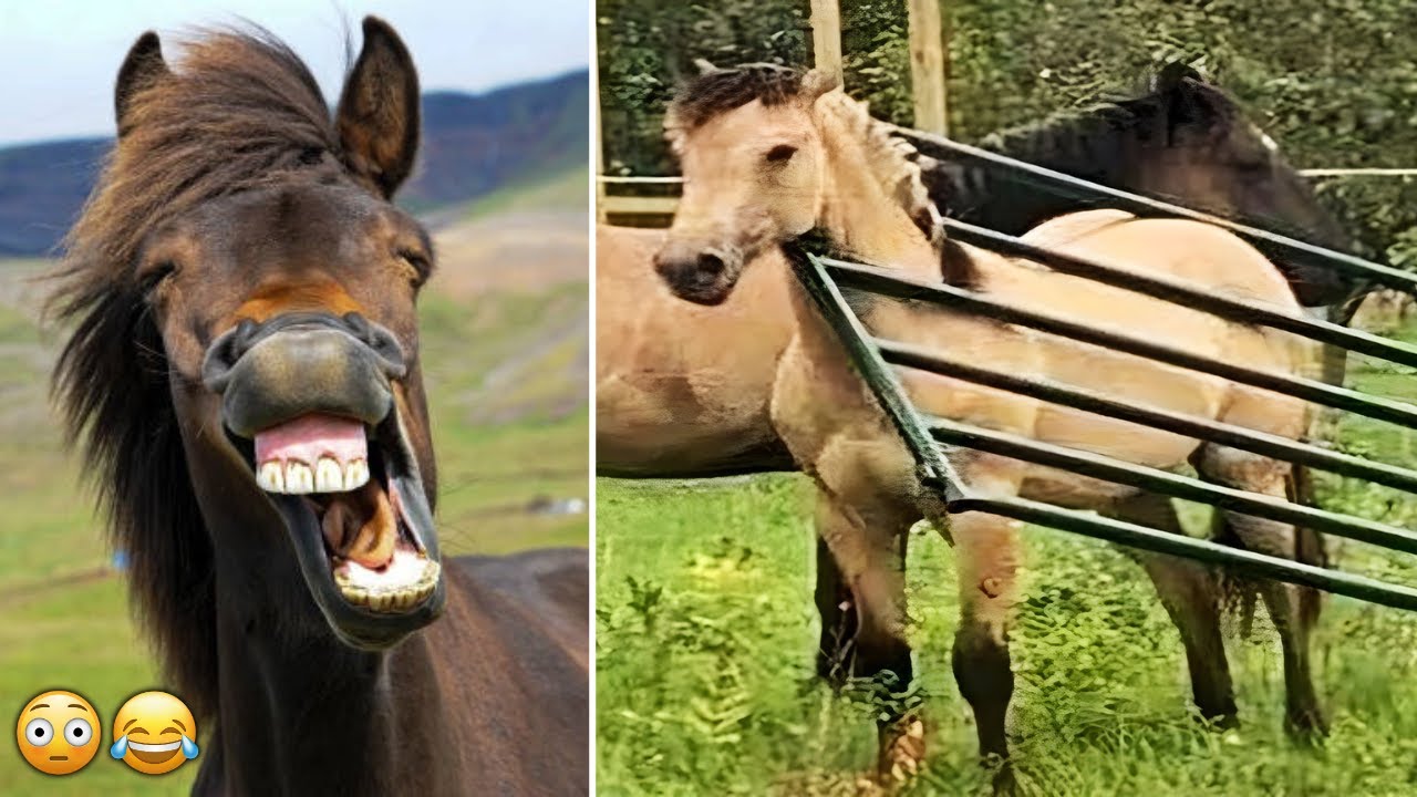 Horse Fail Video Compilation: Try Not To Laugh! - YouTube