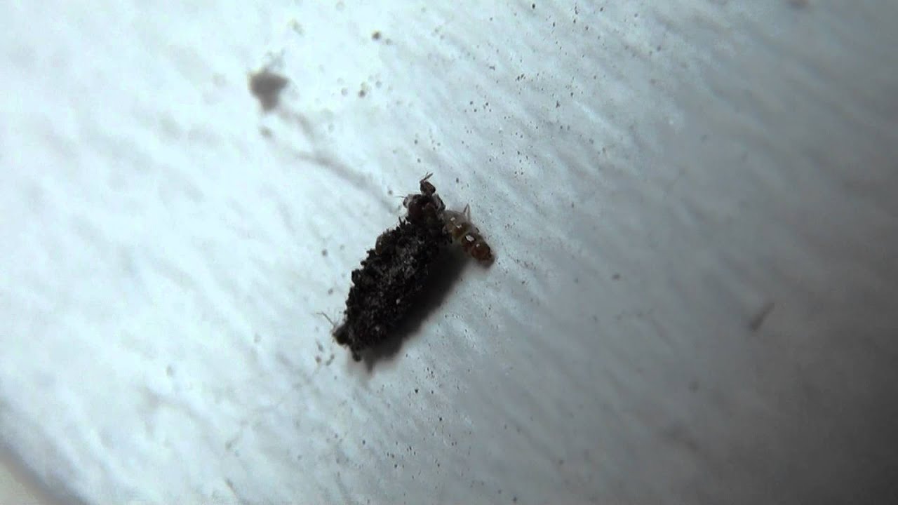 Bagworm Moth Larva (Psychidae: Dahlica triquetrella) on Wall - YouTube