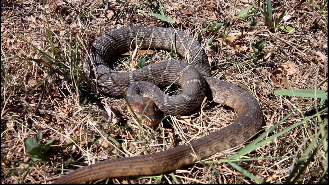 Blotched Water Snake - YouTube