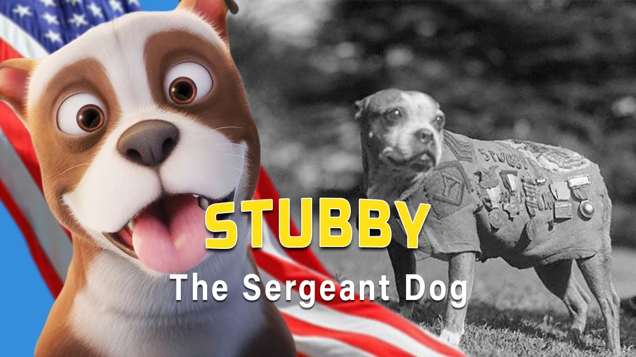 Most High Rank Dog In The World Sergeant Stubby | Making Viral #wardogs ...