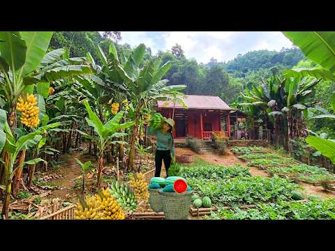Living in the forest: harvesting bumper crops of bananas and watermelons to sell at the market.