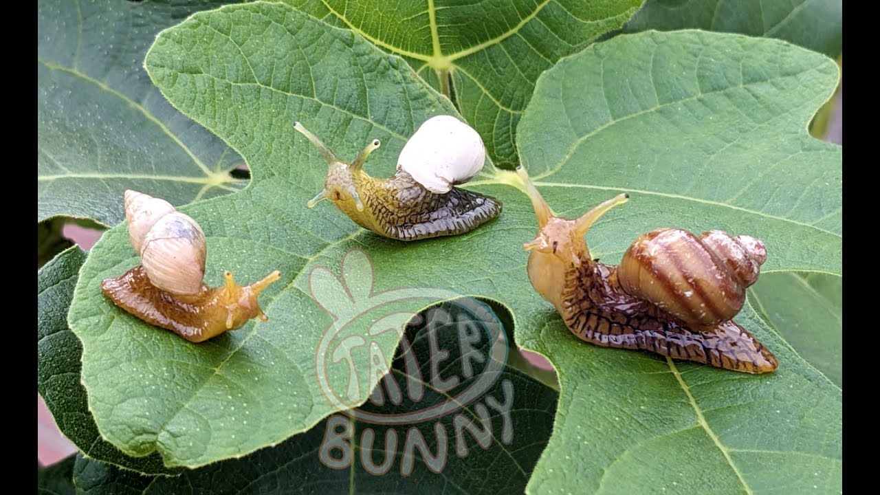 Realistic snail sculpting tutorial - YouTube