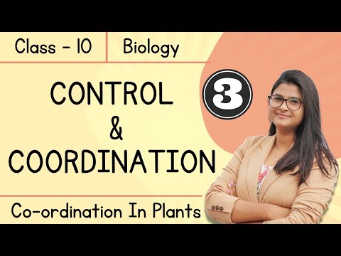 Control & Coordination || Control & Co-ordination In Plants || Class 10 ...