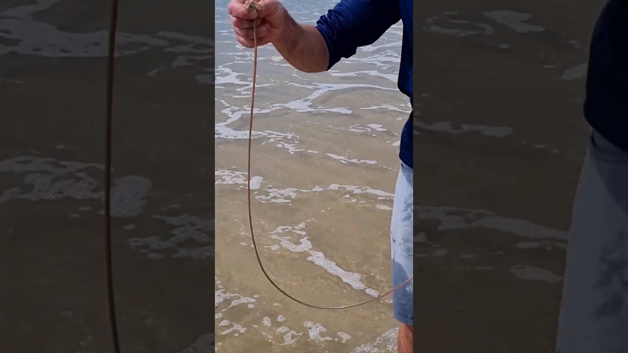 Catching Metre Long Beach Worms 🪱 - YouTube