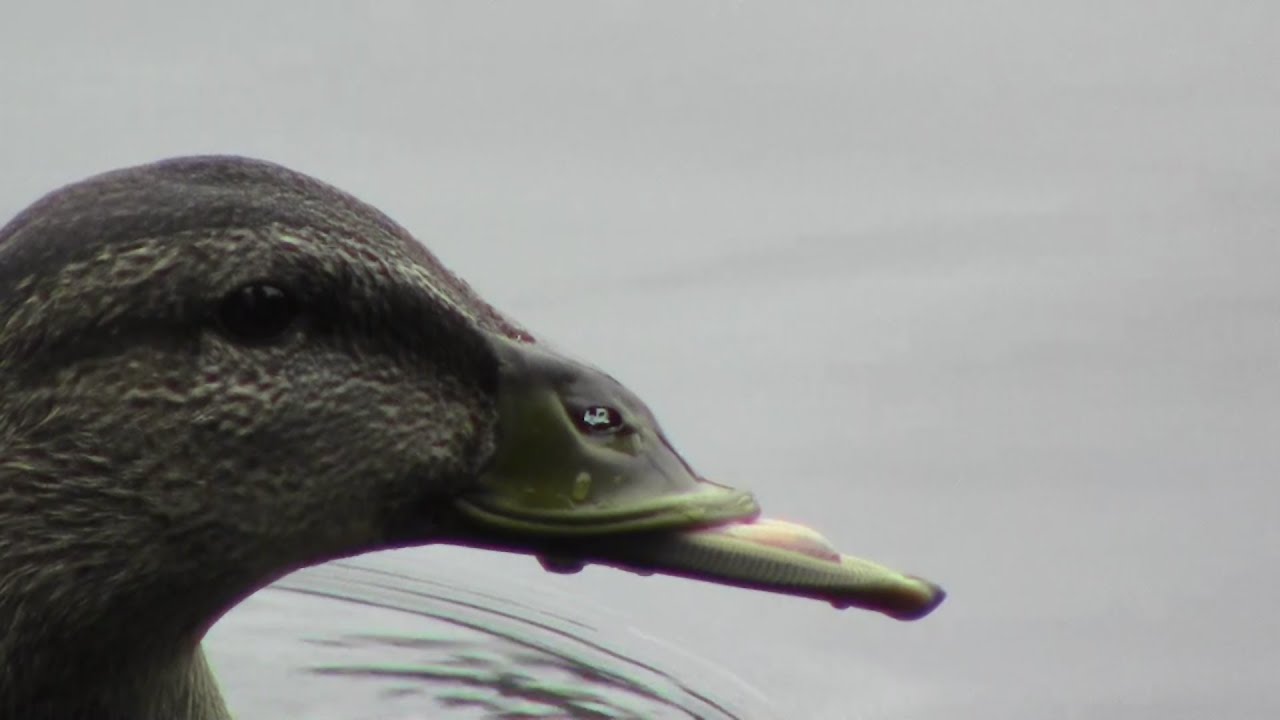 Mallard with Deformed Bill - YouTube