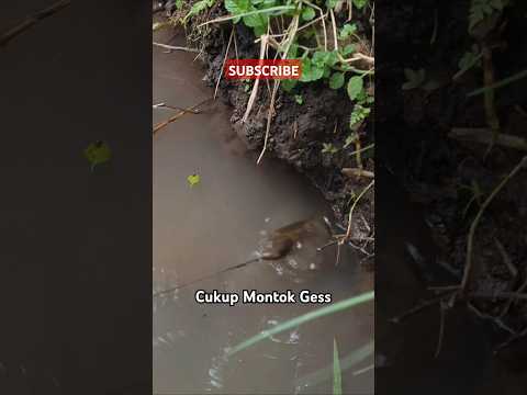 ABG Montok#shorts #mancingbelut #mancingmania #eelfishing #mancing