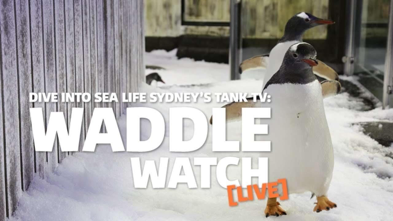 Tank TV: Waddle Watch - YouTube
