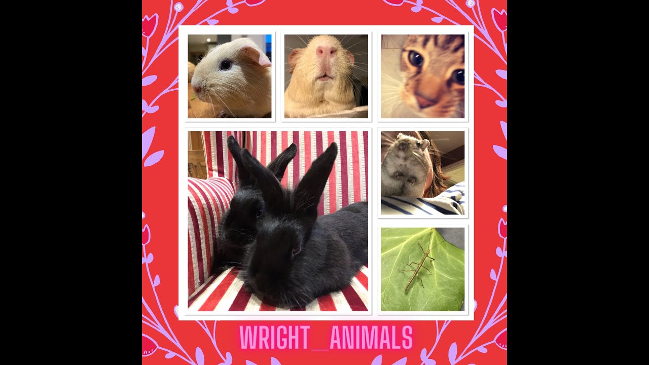 Wright Animals - YouTube