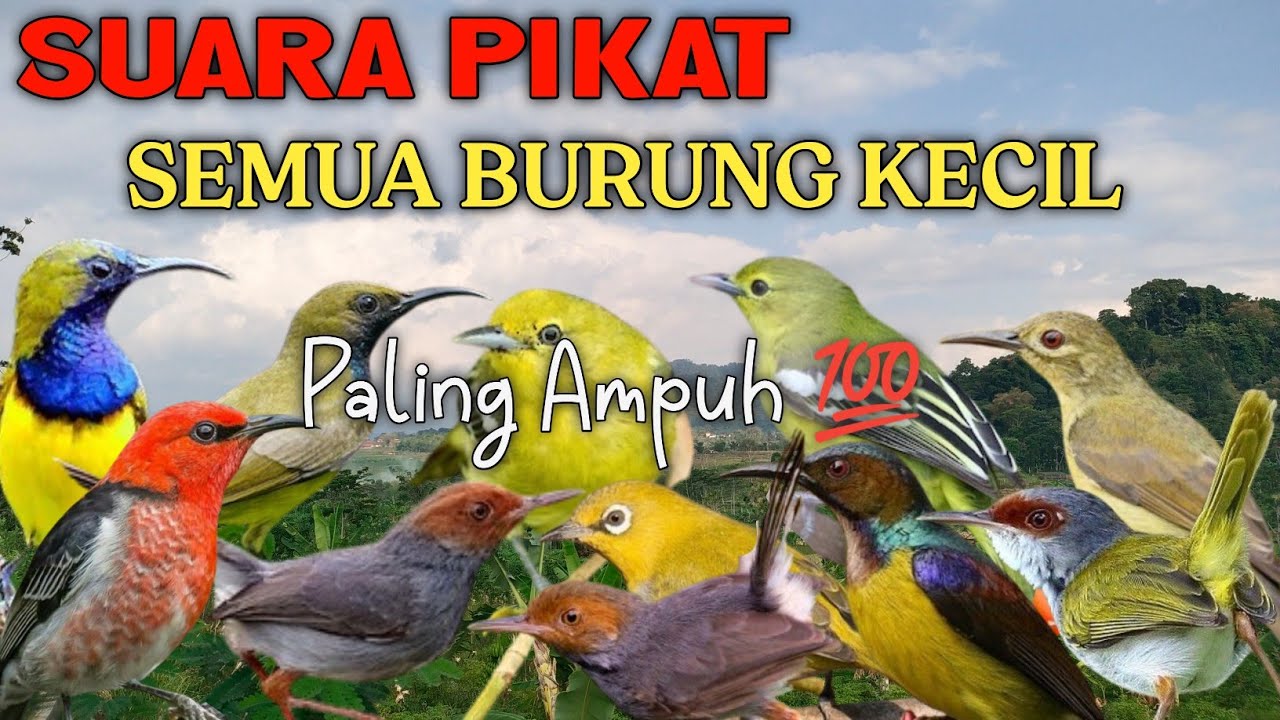 Suara pikat semua burung kecil paling ampuh 2024 terbaru - YouTube