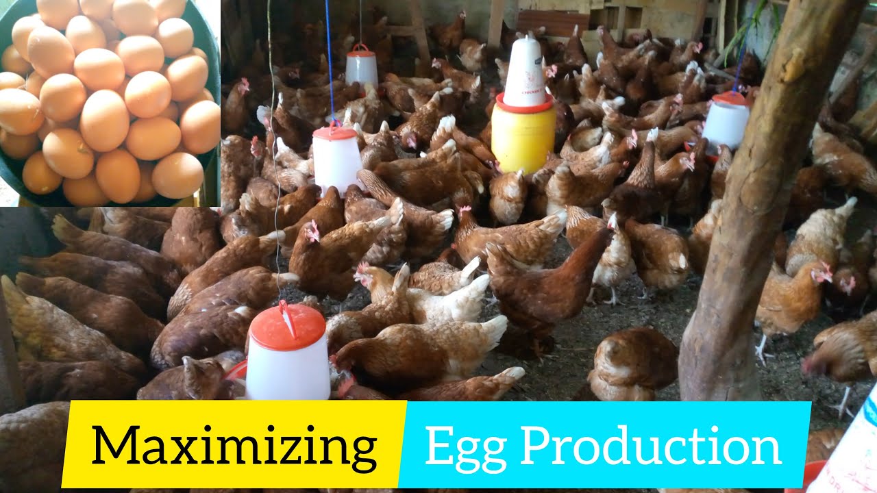 How to Increase Egg Production in Chicken Business - YouTube