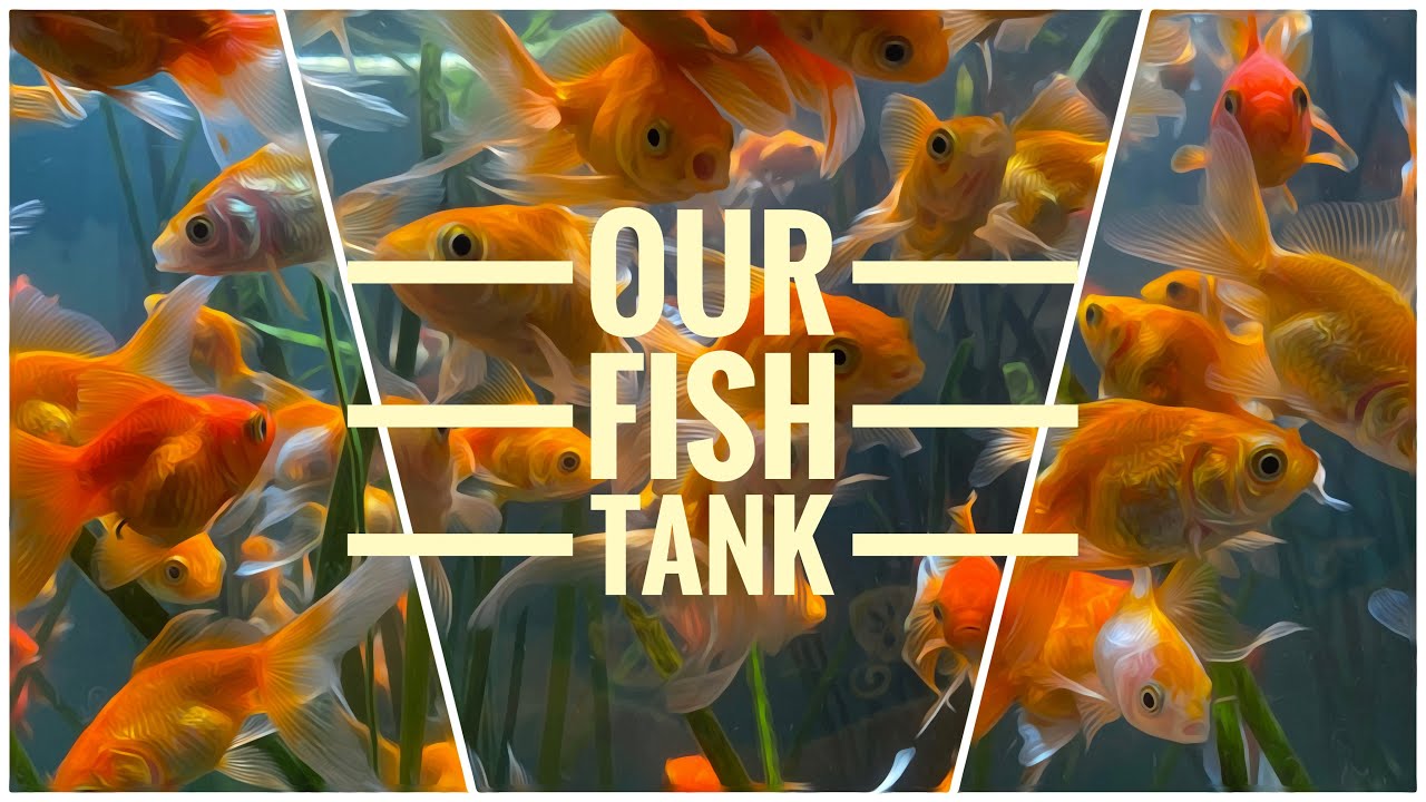 Our fish tank video 🐟 - YouTube