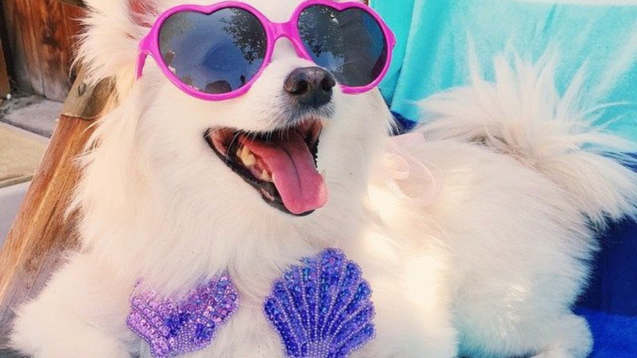 Calendario Maya Perro Solar. - YouTube