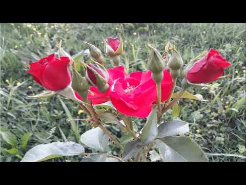 (Gördün mü Bak) duygusal fon müziği ile şiir #5