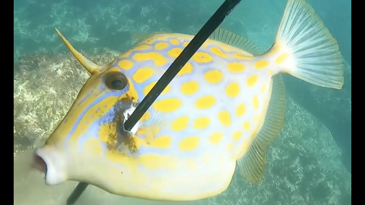 Spearfishing Mollymook SouthCoast 3/23 #spearfishing #fish #underwater ...
