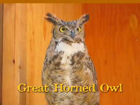 Great Horned Owl hooting. - YouTube
