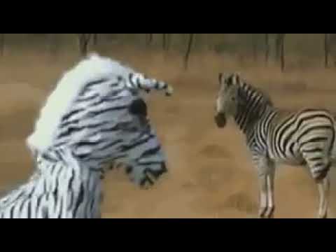 HOMENS SE FANTASIAM DE ZEBRA, JUNTAM SE AO BANDO, MAS SÃO ATACADO POR LEÕES