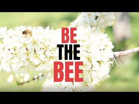 Be The Bee - YouTube