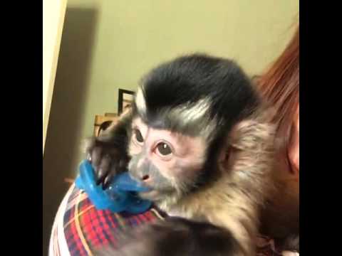 Capuchin Monkey Loves His Pacifier - YouTube