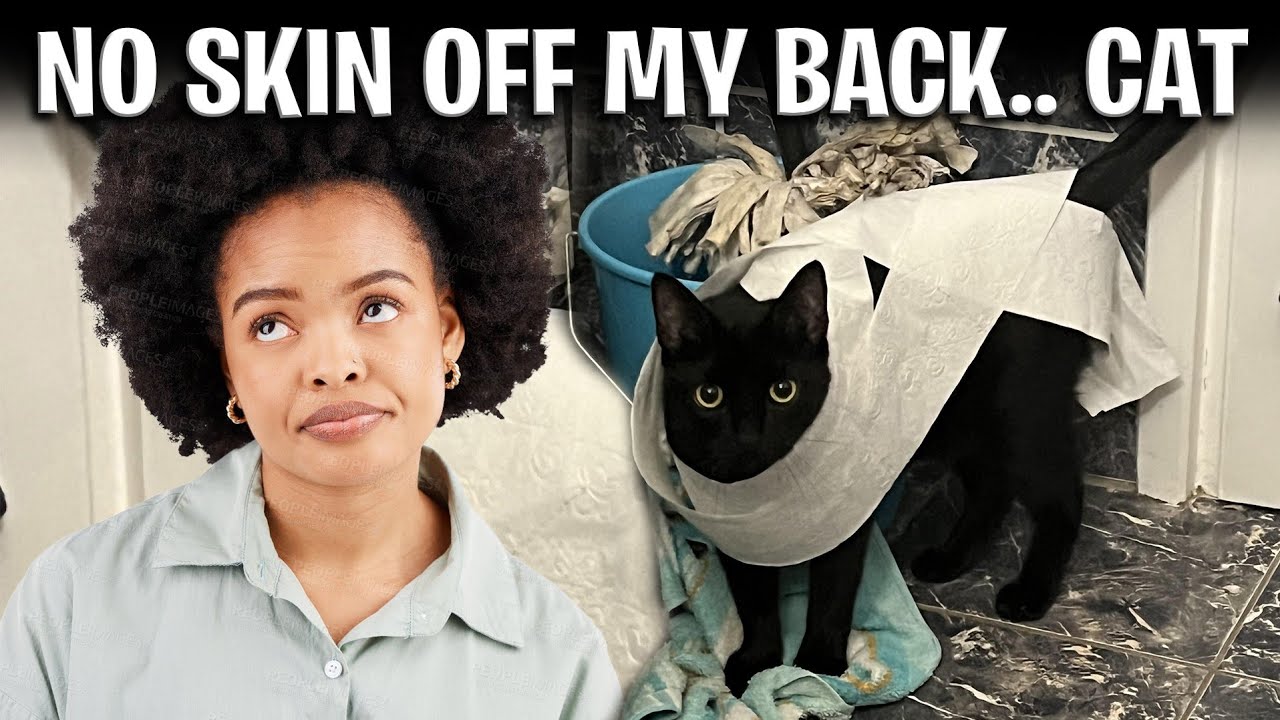 No Skin Off My Back.. Cat | Cool Cats & The D.E.V. - YouTube