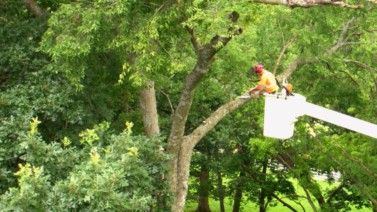Ryan Lawn & Tree's Premier Pruning Services - YouTube