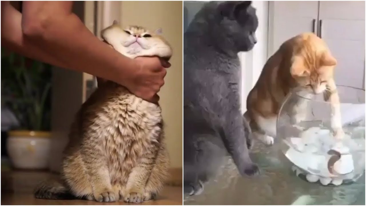 cats videos voice - cats meowing - cute kittens meowing - cat meowing ...