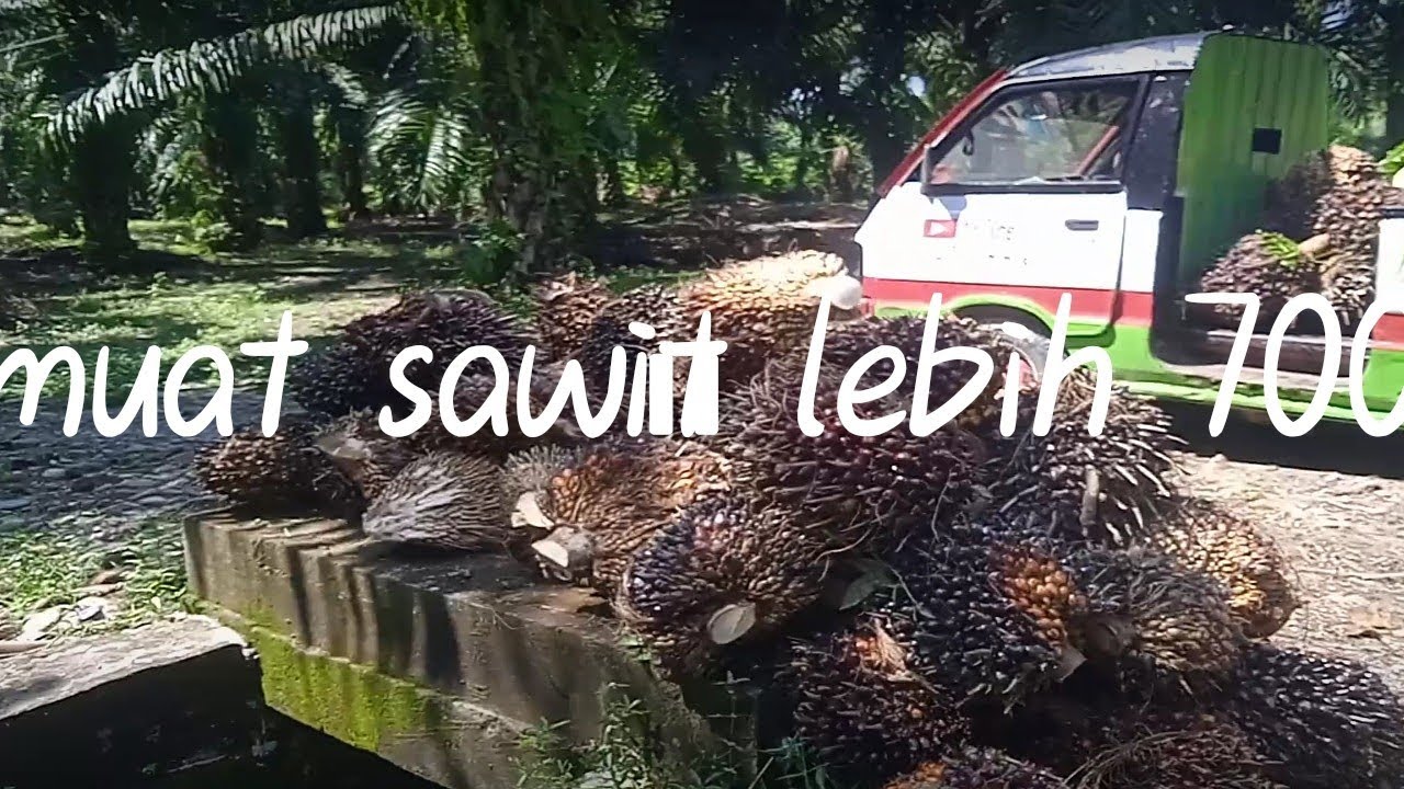 mobil mesin motor muat sawit - YouTube