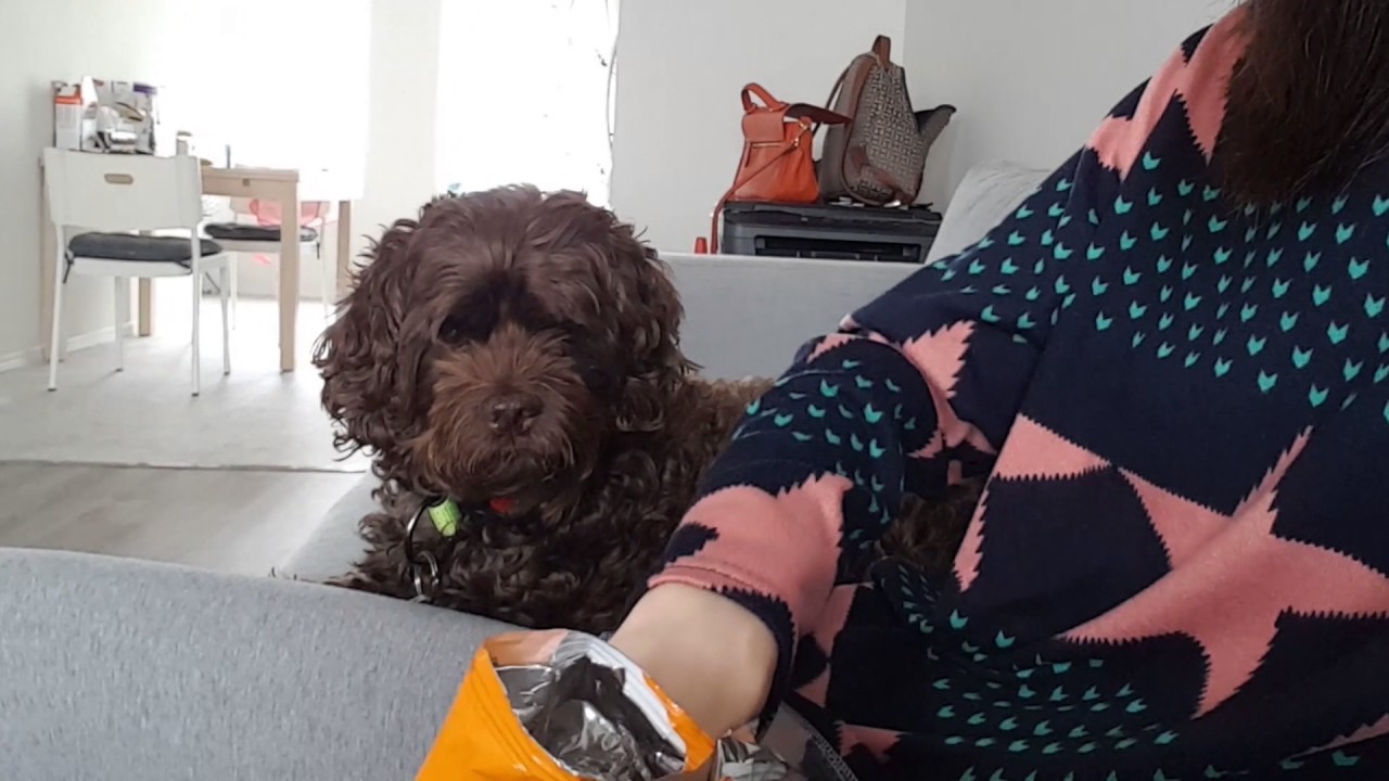 【My Cockapoo】The Funniest Moments of The Cockapoo - YouTube