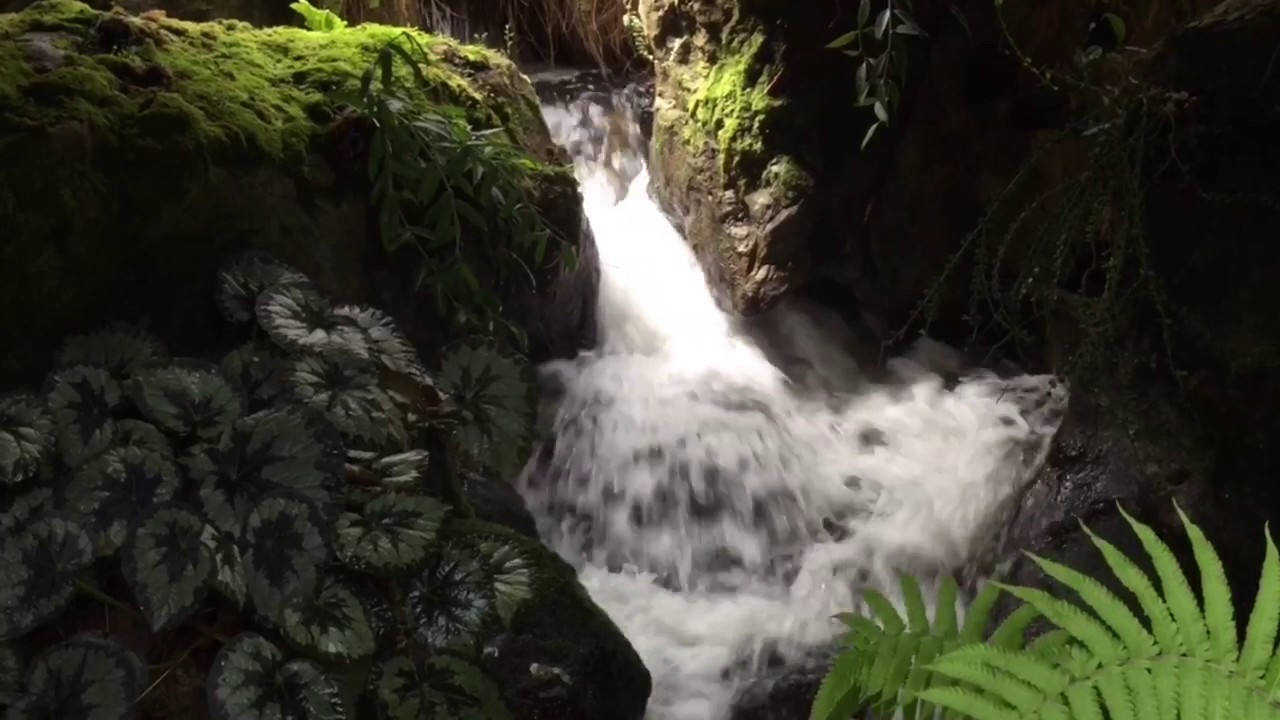 Man-made Stream at Coolhouse, National Orchid Garden - YouTube