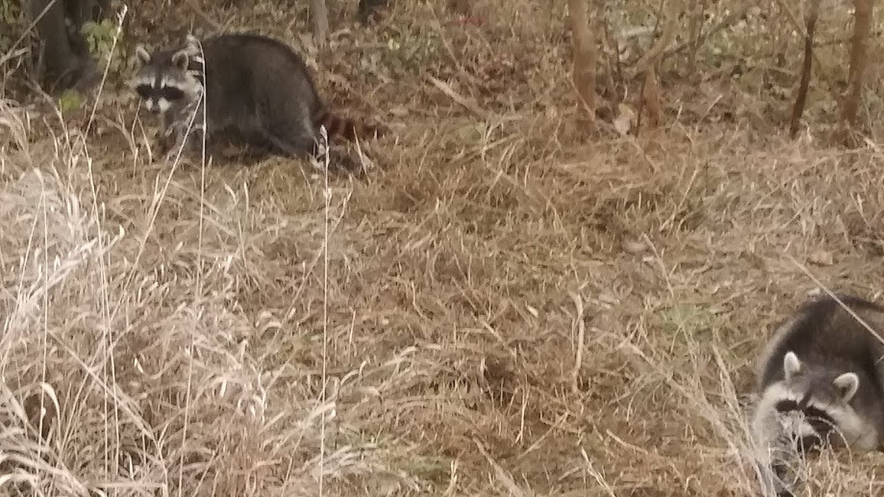 Raccoon Trapping Locations - YouTube