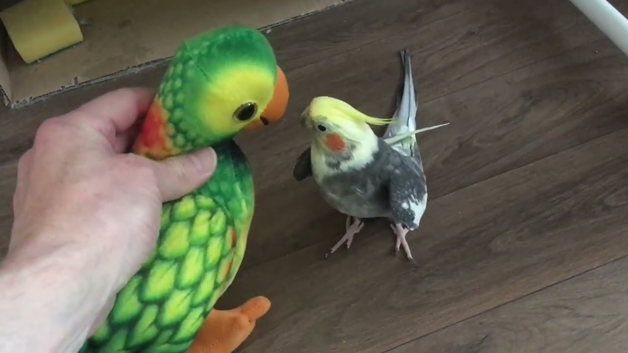 My cockatiel invites his cuddly friend for a treat - YouTube