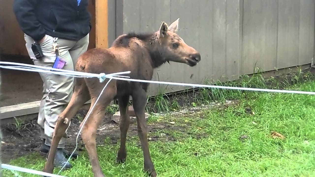 Orphaned Baby Moose at the Columbus Zoo - YouTube