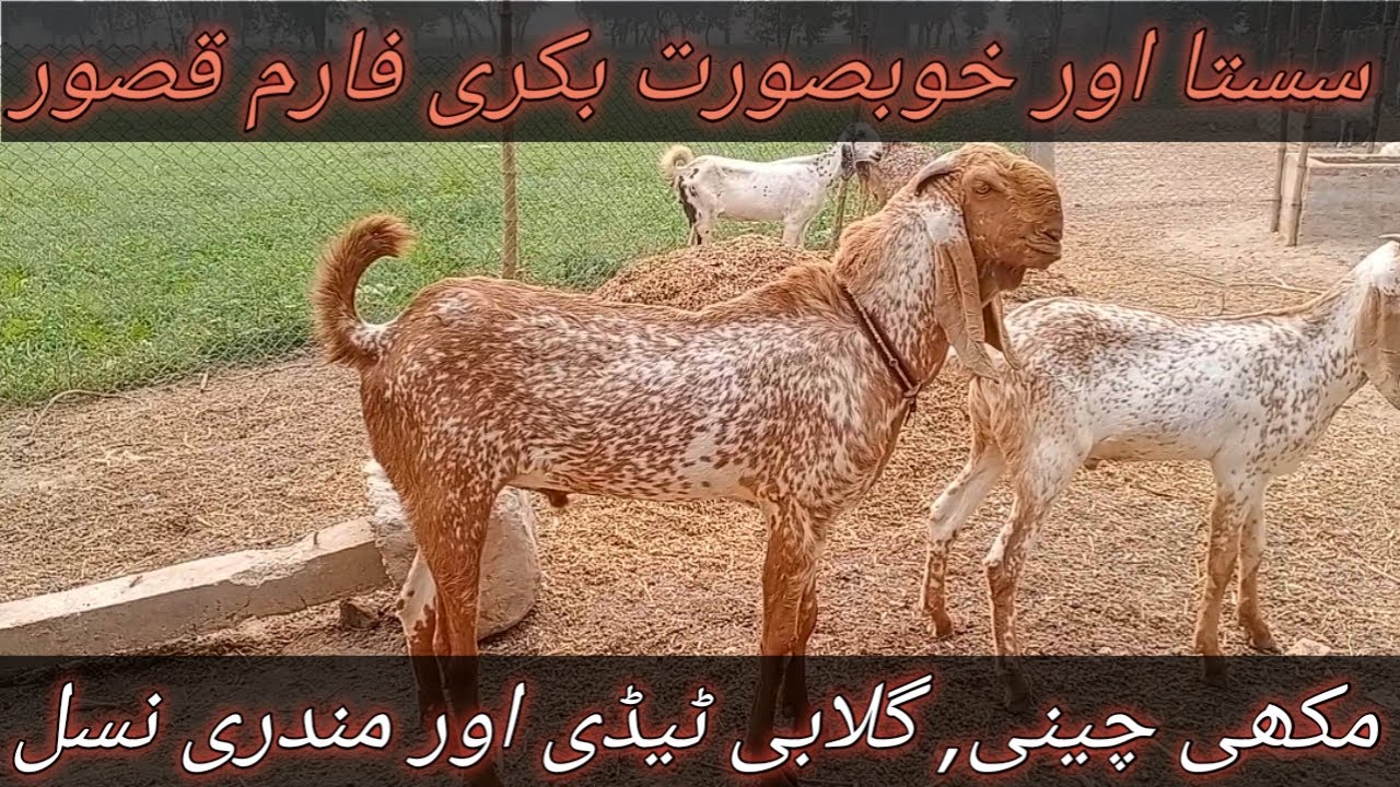 bakri farm in pakistan | Goat Farm Business | bakri farming 2022 ...
