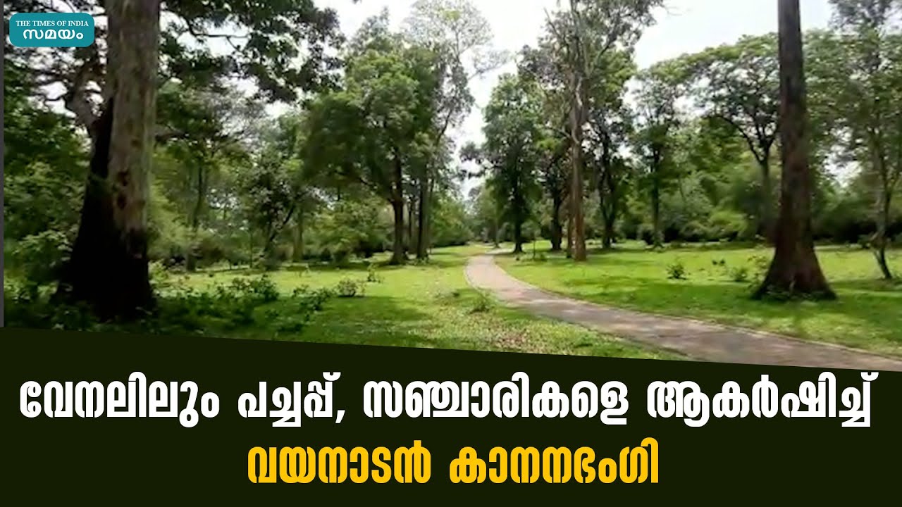 വേനലിലും പച്ചപ്പ്, സഞ്ചാരികളെ ആകര്‍ഷിച്ച് വയനാടന്‍ കാനനഭംഗി |Wayanad ...