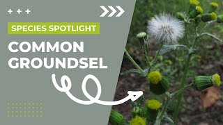 Common Groundsel