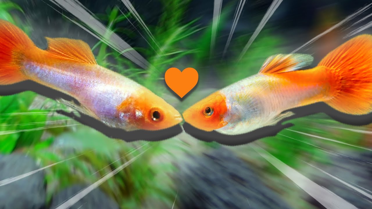 Building the ULTIMATE Guppy Breedingtank - YouTube