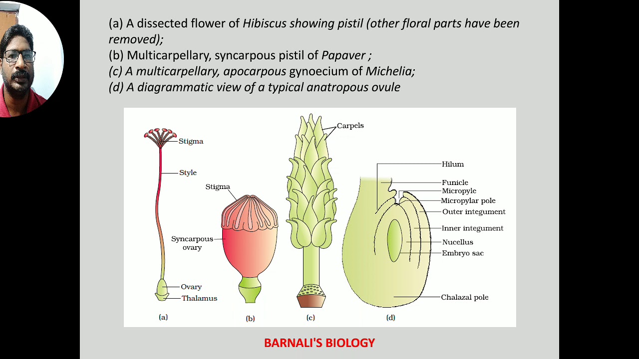 NCERT BIOLOGY CLASS 12 CHAPTER 2 LECTURE 2 - YouTube