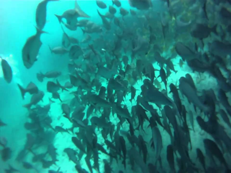 jata rib de best!!! - YouTube