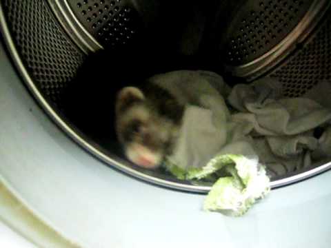 THERES A RAT IN MY WASHING MACHINE !!!!! - YouTube