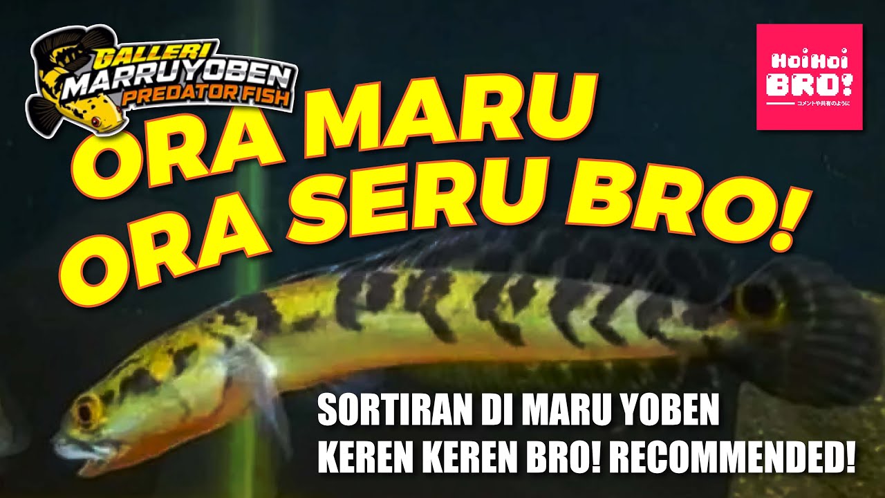 Beli Channa YS Di Toko Maru Yoben | BAR SIMET SEMUA! - YouTube